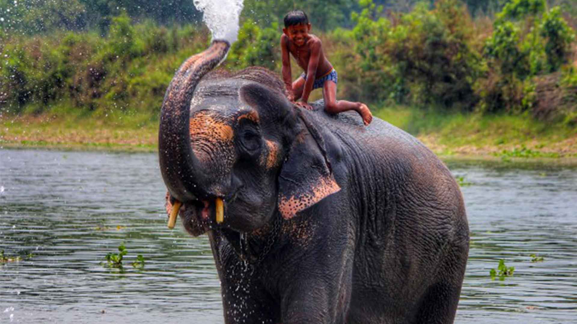 Kathmandu Summit Adventure: Chitwan Jungle Safari Tour - Affordable ...